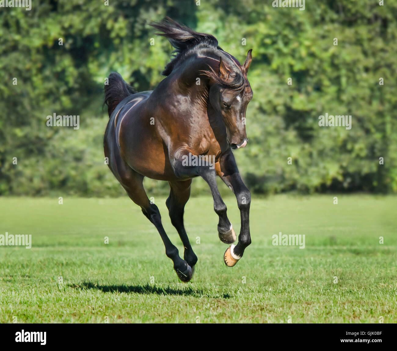 Cheval Bai Noir Banque d'image et photos - Alamy