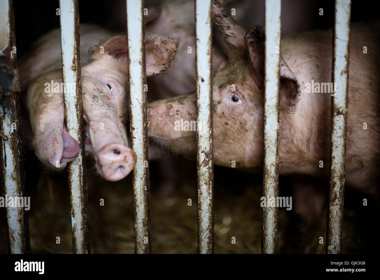 Caillebotis porcs Banque de photographies et d’images à haute ...