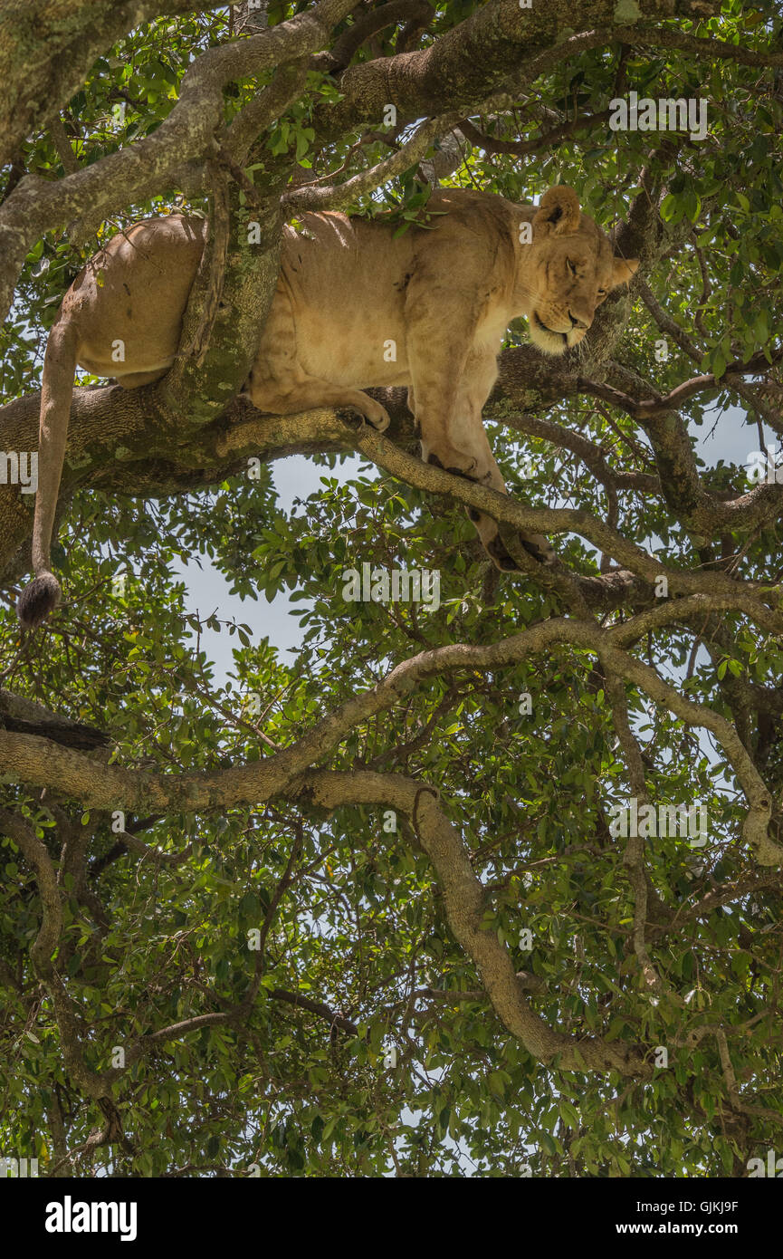 Arbre lion Banque de photographies et d’images à haute résolution - Alamy