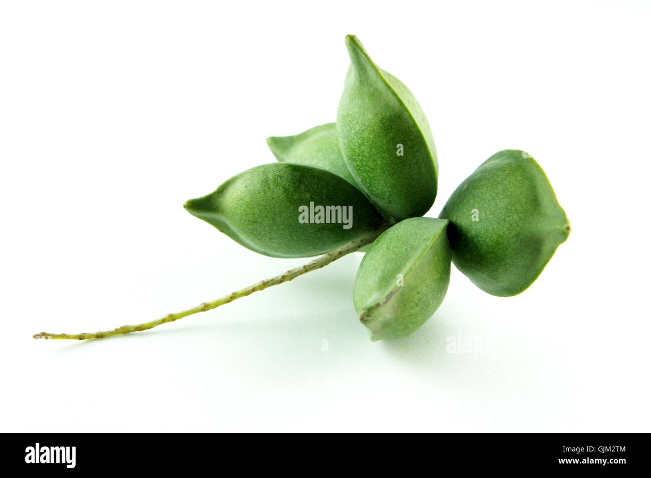 Feuilles et une amande Banque d'images détourées - Alamy