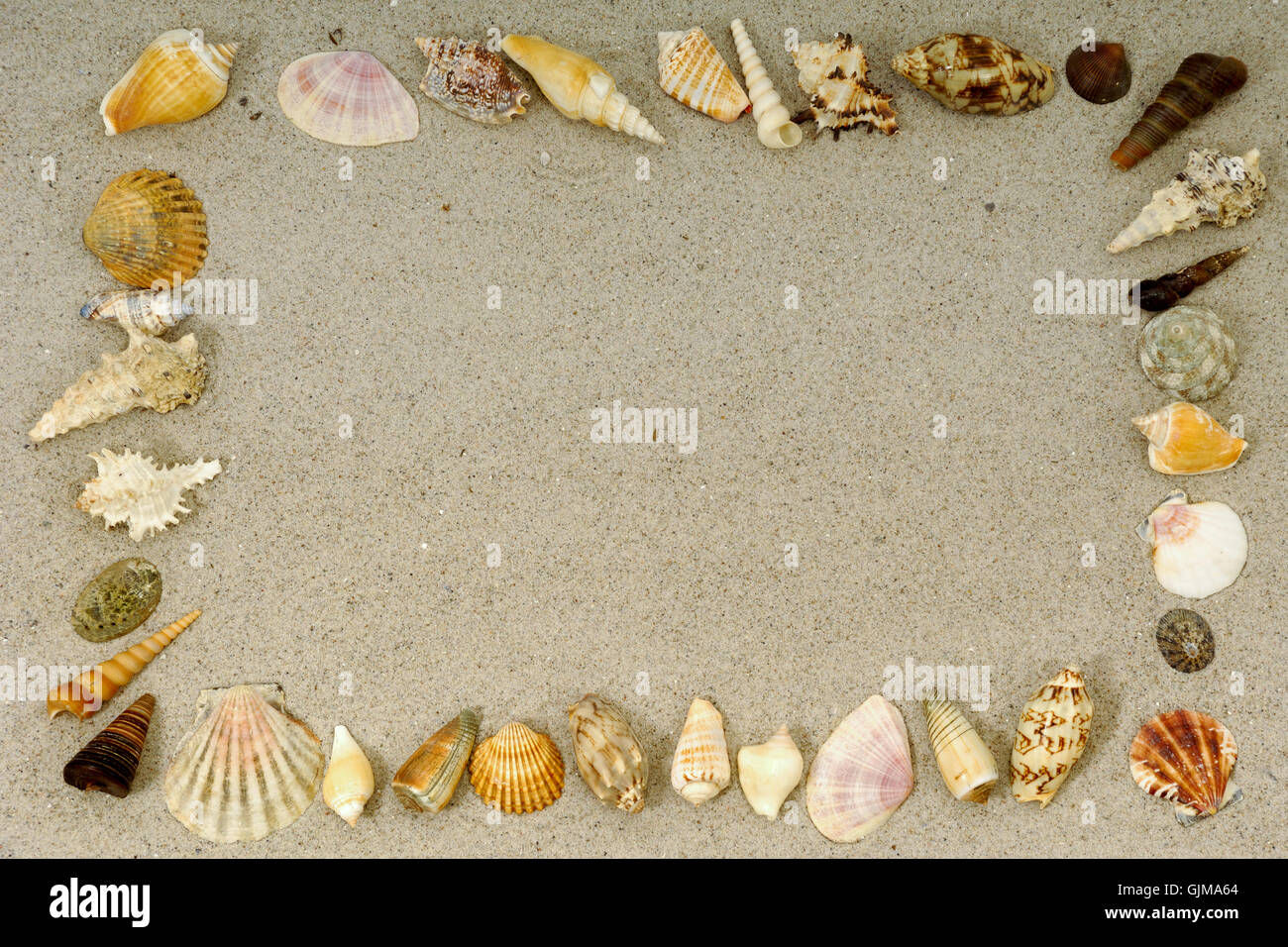 Cowry shell Banque de photographies et d’images à haute résolution - Alamy