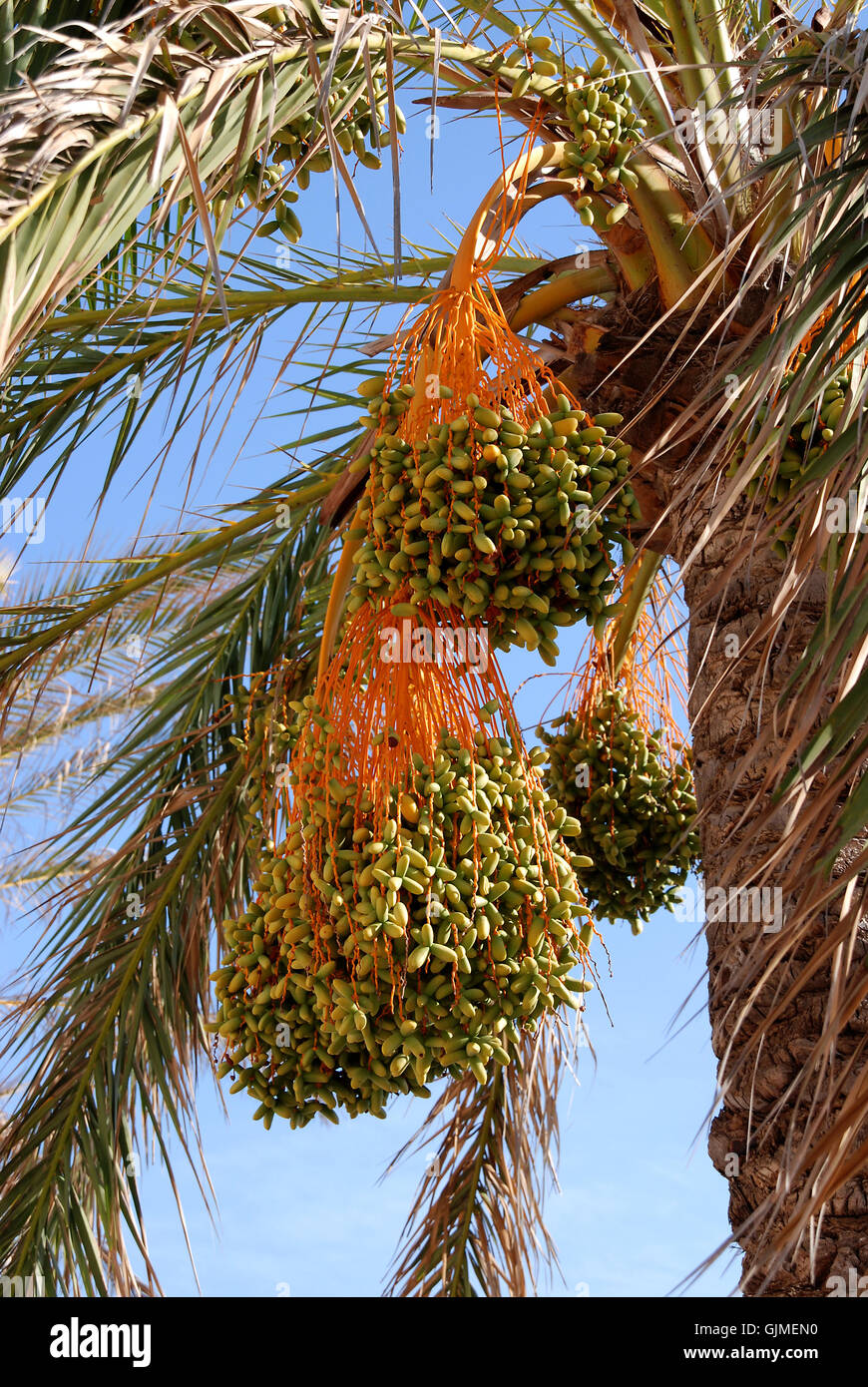 Arbre de dattes avec des fruits Banque de photographies et d’images à ...