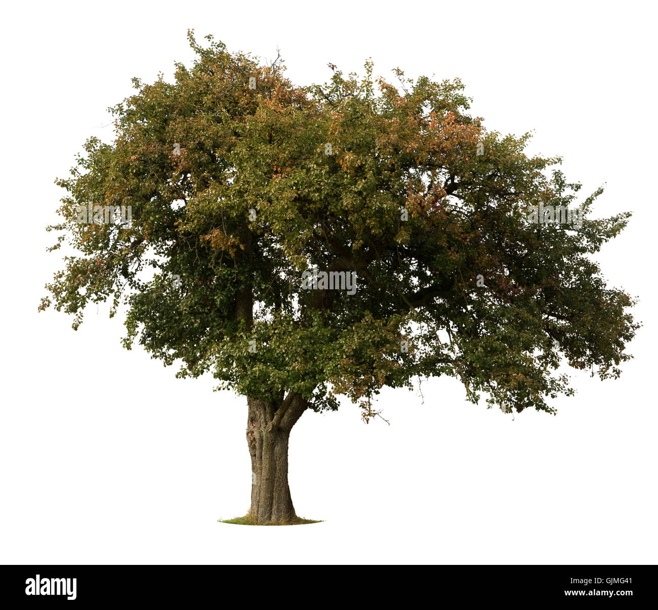 Arbre isolé Banque de photographies et d’images à haute résolution - Alamy