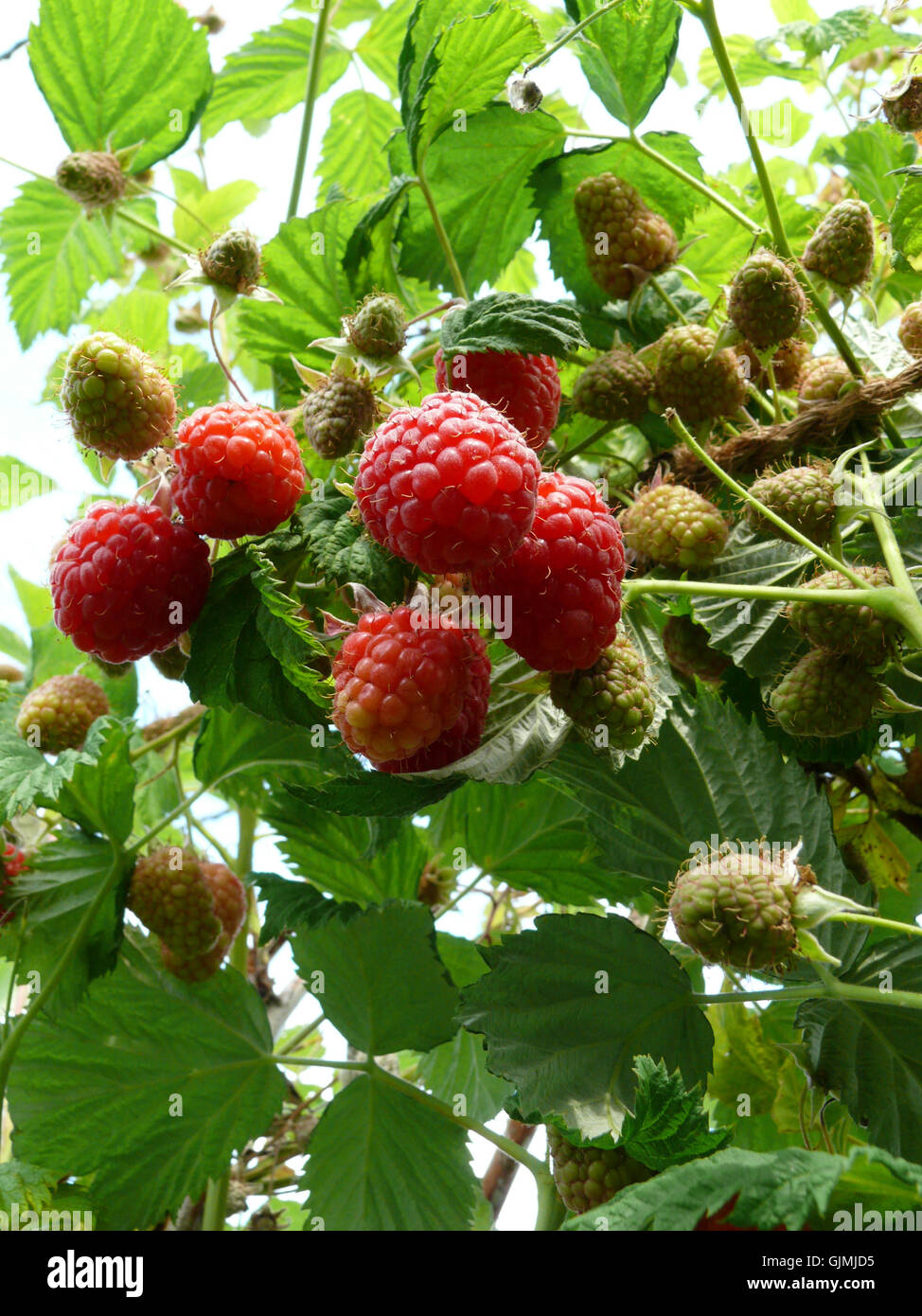 Fruit fruits arbuste Banque de photographies et d’images à haute ...