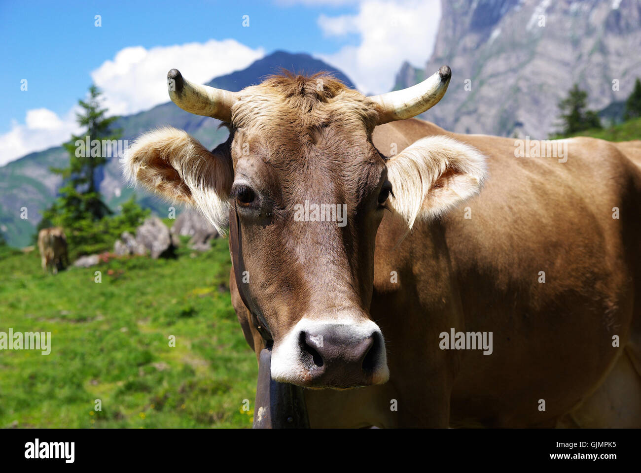 Portrait de vache fleckvieh Banque de photographies et d’images à haute ...