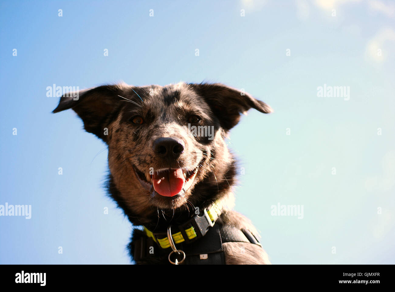Cher chien Banque de photographies et d’images à haute résolution - Alamy