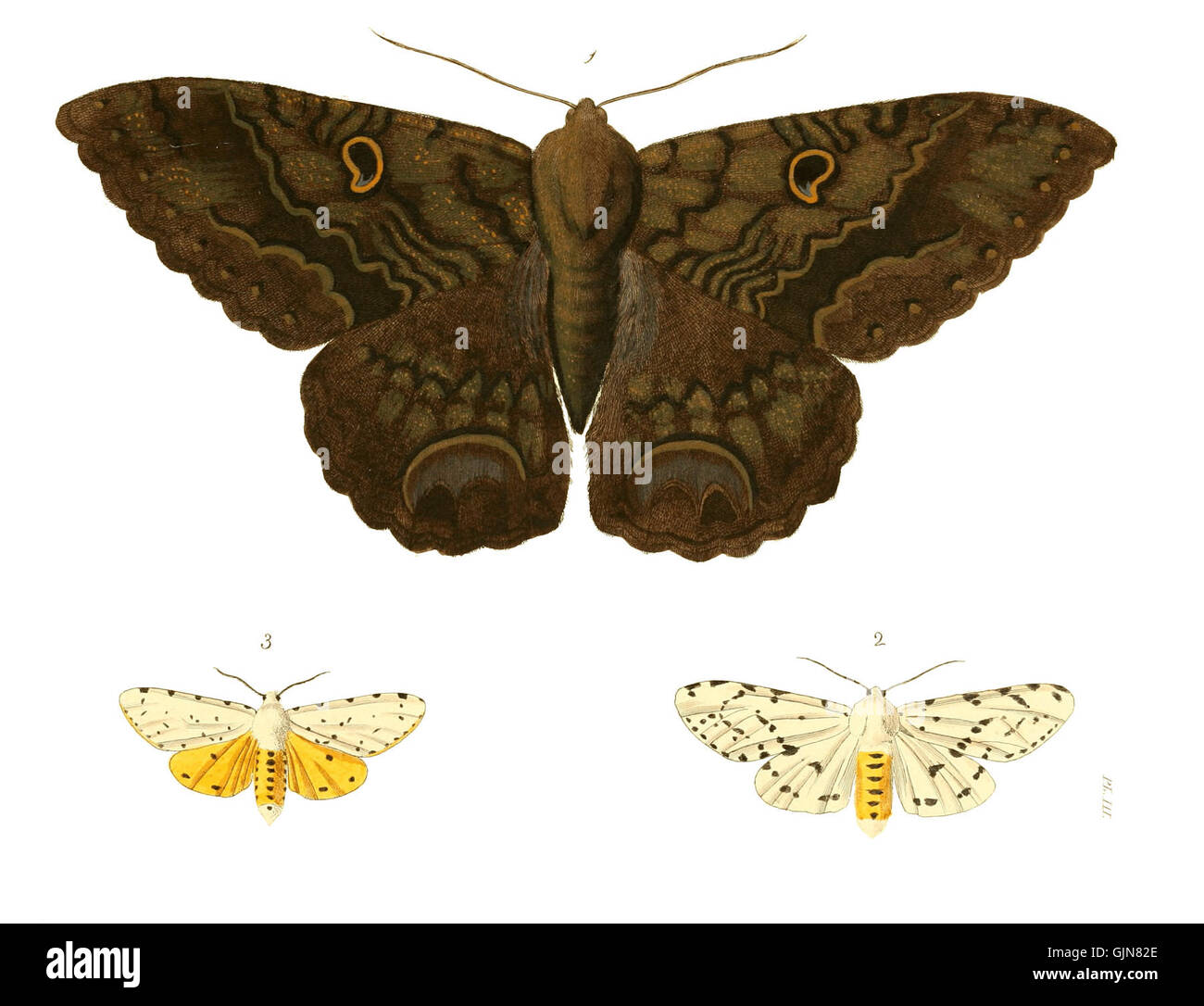 Cette série, « illustrations of Exotic Entomology I », est probablement ...