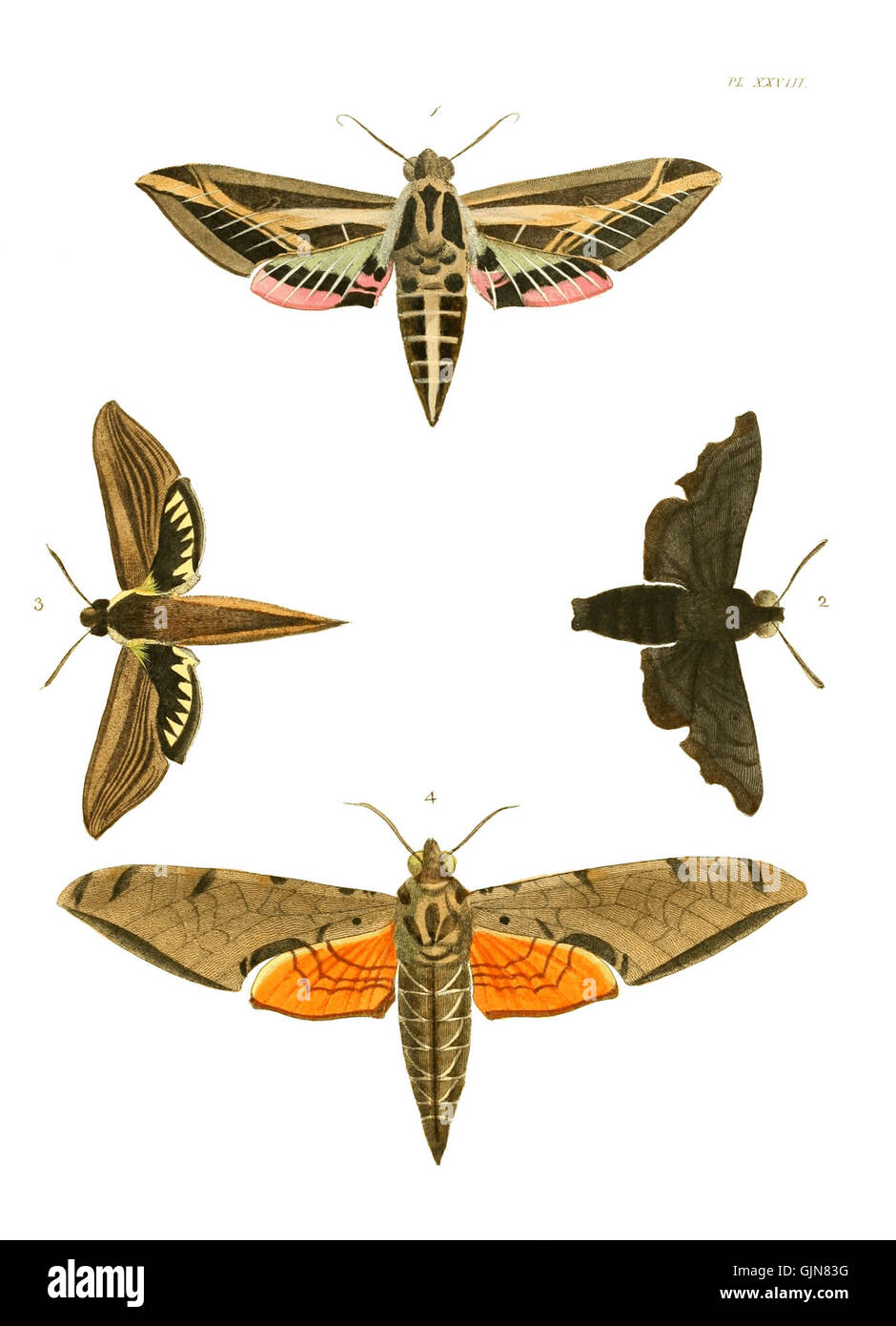 Une illustration de 'Entomologie exotique', un travail axé sur les ...