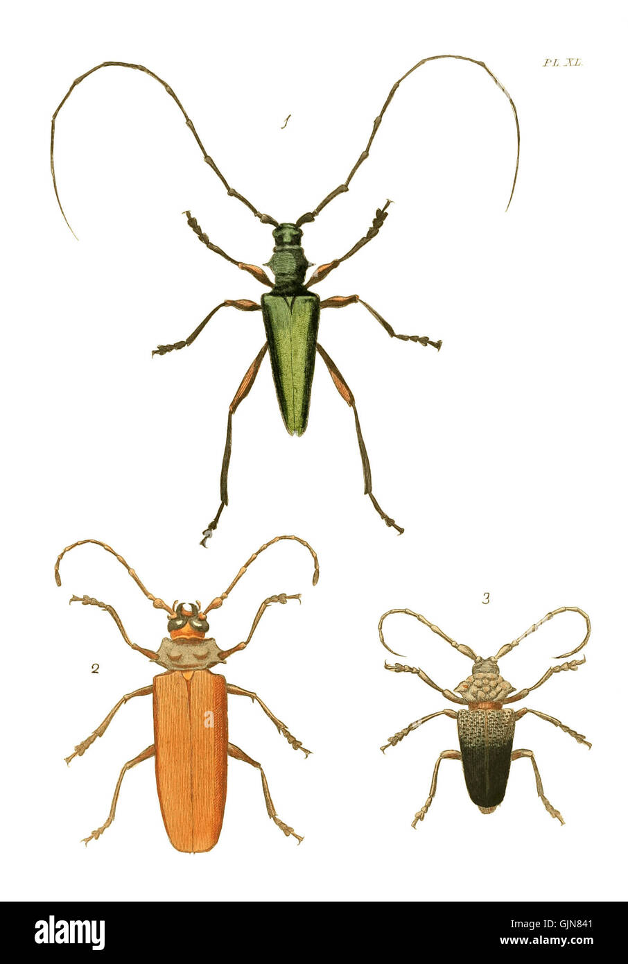 Planche 40 tirée de 'illustrations of Exotic Entomology', avec des ...