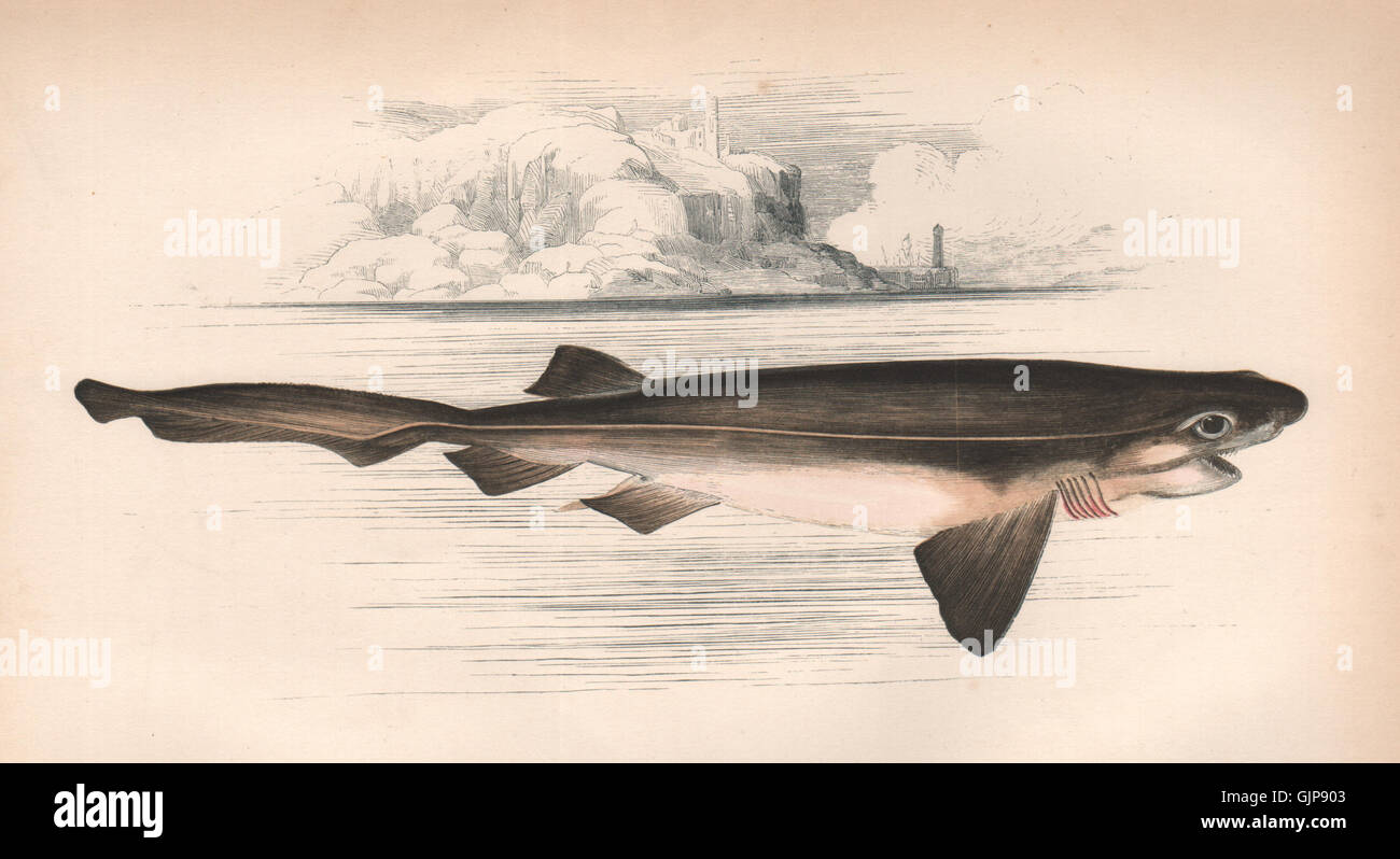 Sixgill shark hexanchus griseus Banque de photographies et d’images à ...