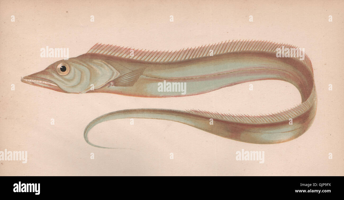 Beltfish trichiurus lepturus fish Banque de photographies et d’images à ...