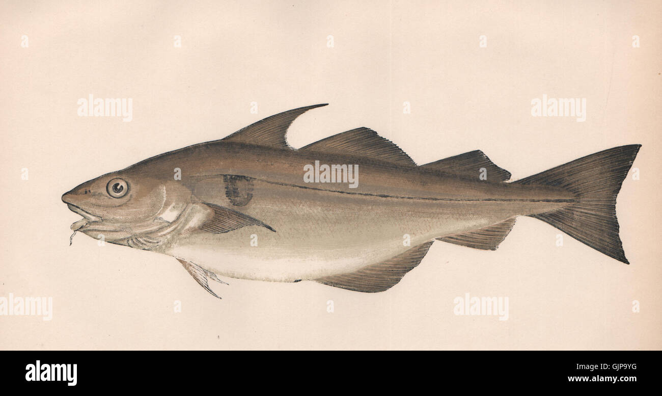 Aiglefin melanogrammus aeglefinus poisson Banque de photographies et d ...