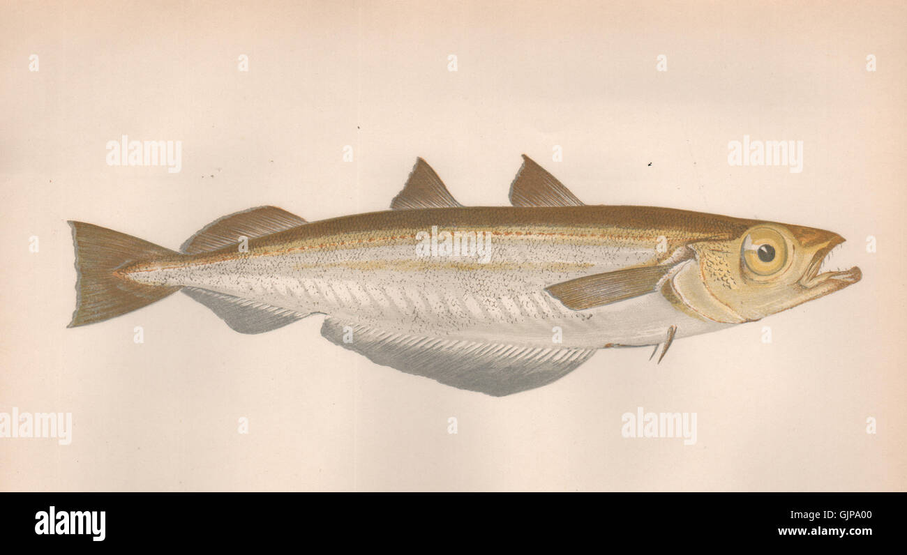 George merlan Banque de photographies et d’images à haute résolution ...