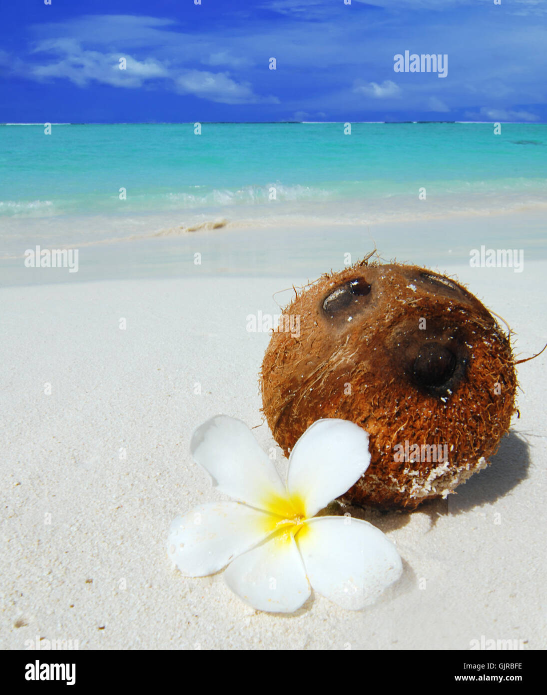Plante de bord de mer Banque de photographies et d’images à haute ...