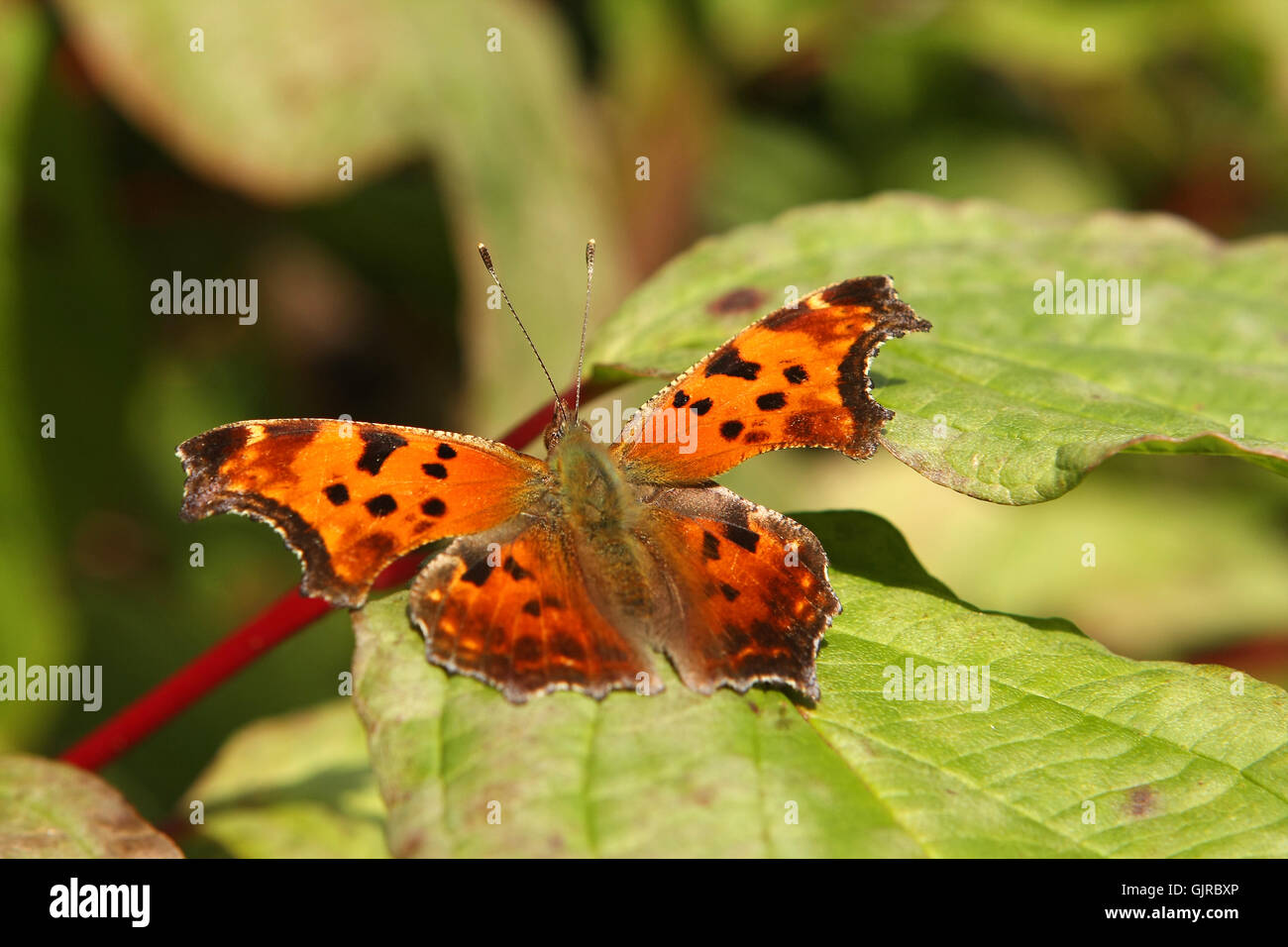 Papillon Gris Banque d'image et photos - Alamy