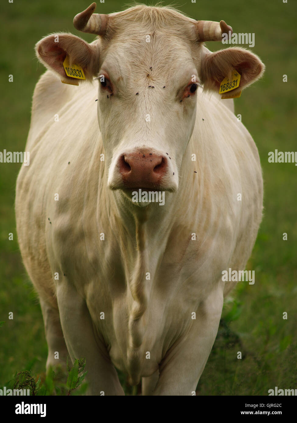 Taureau et vache Banque de photographies et d’images à haute résolution ...