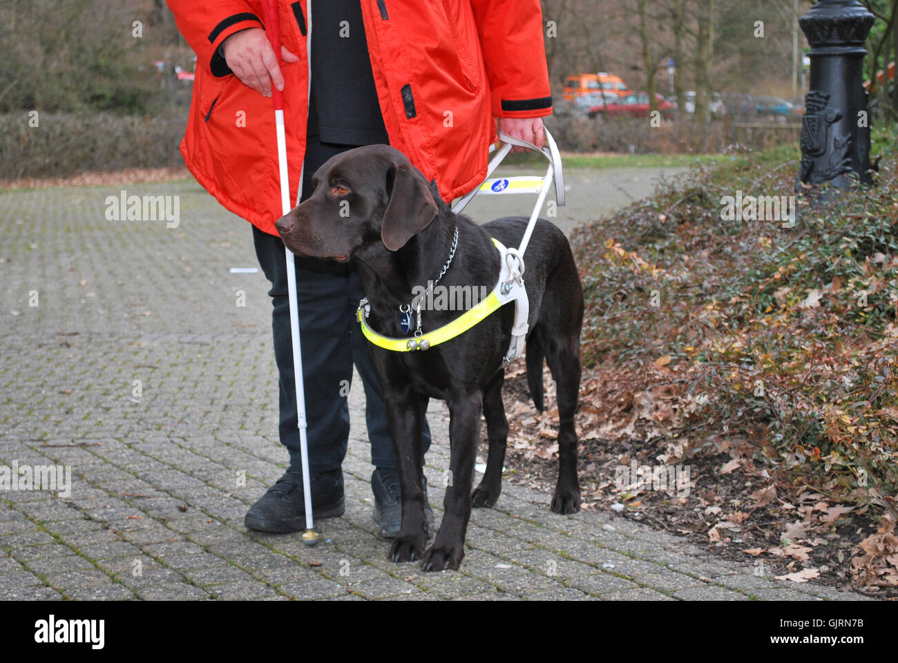 Chien guide Banque de photographies et d’images à haute résolution - Alamy