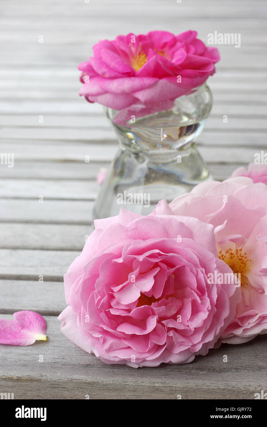 Planter rosiers Banque de photographies et d’images à haute résolution ...