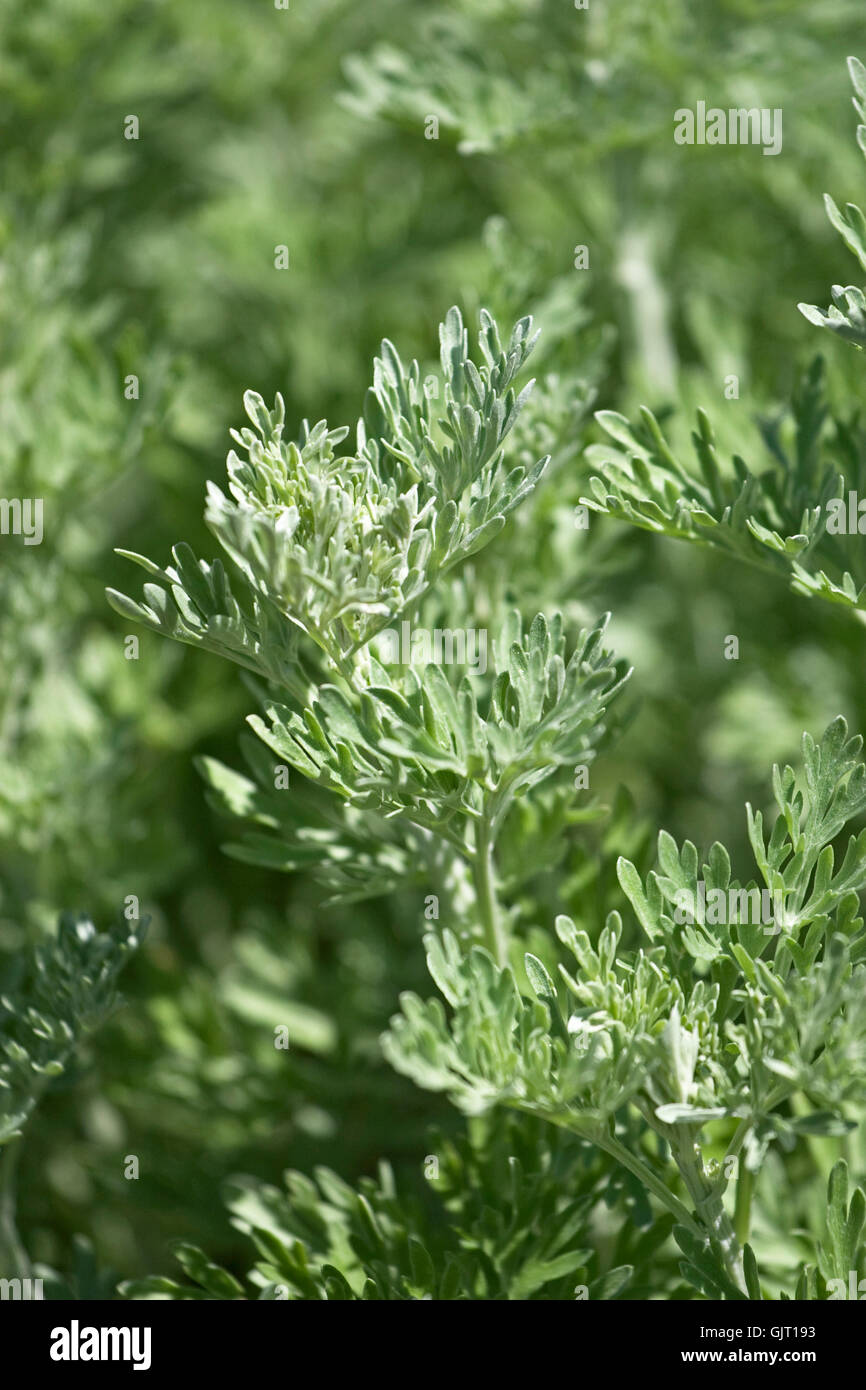 Plant medicinal plant vermouth absinth Banque de photographies et d ...