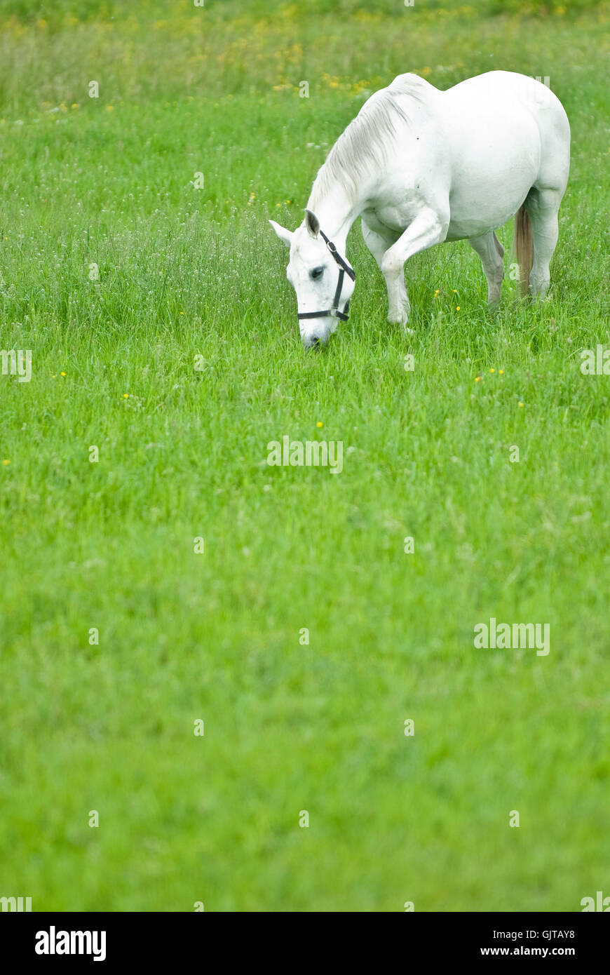 Cavalier solo Banque de photographies et d’images à haute résolution ...