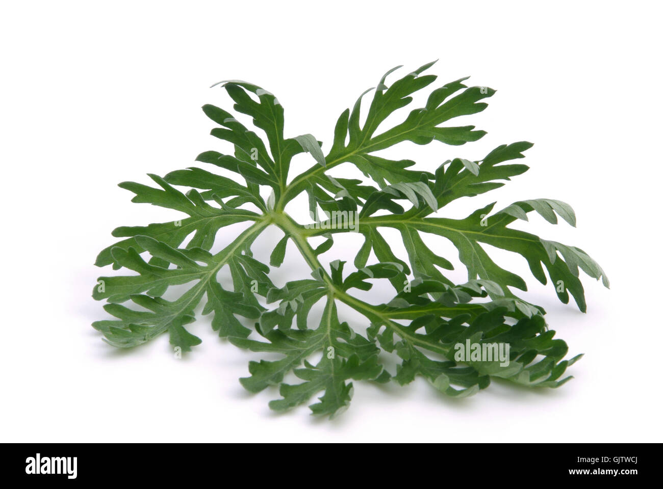 Vermouth plant Banque de photographies et d’images à haute résolution ...