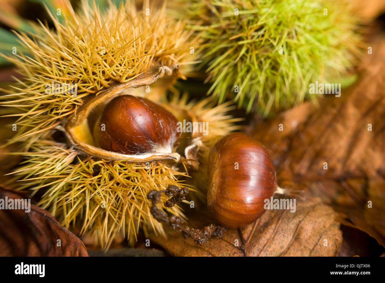 Sting fruit Banque de photographies et d’images à haute résolution - Alamy