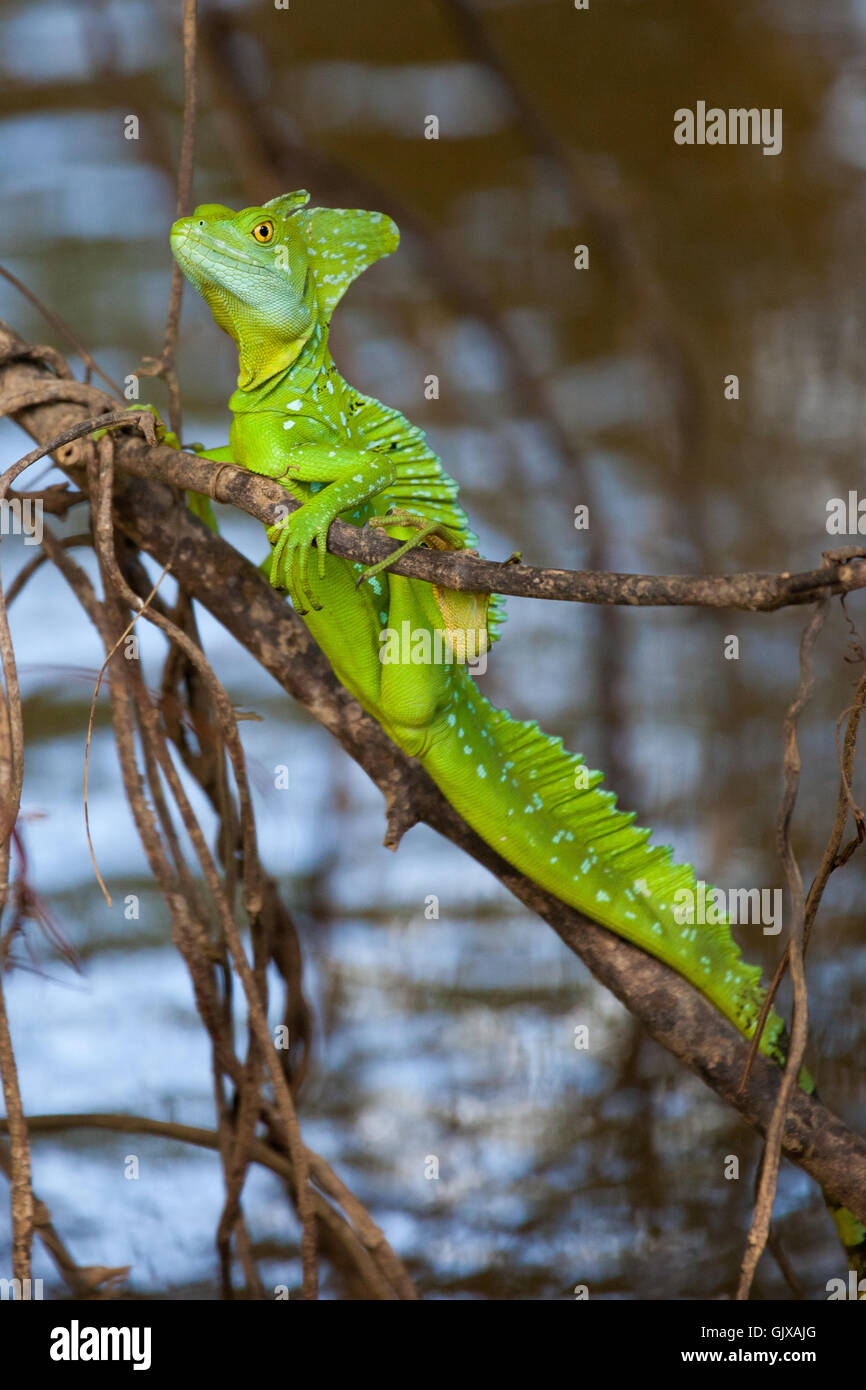 Lézard vert de basilic Banque de photographies et d’images à haute ...