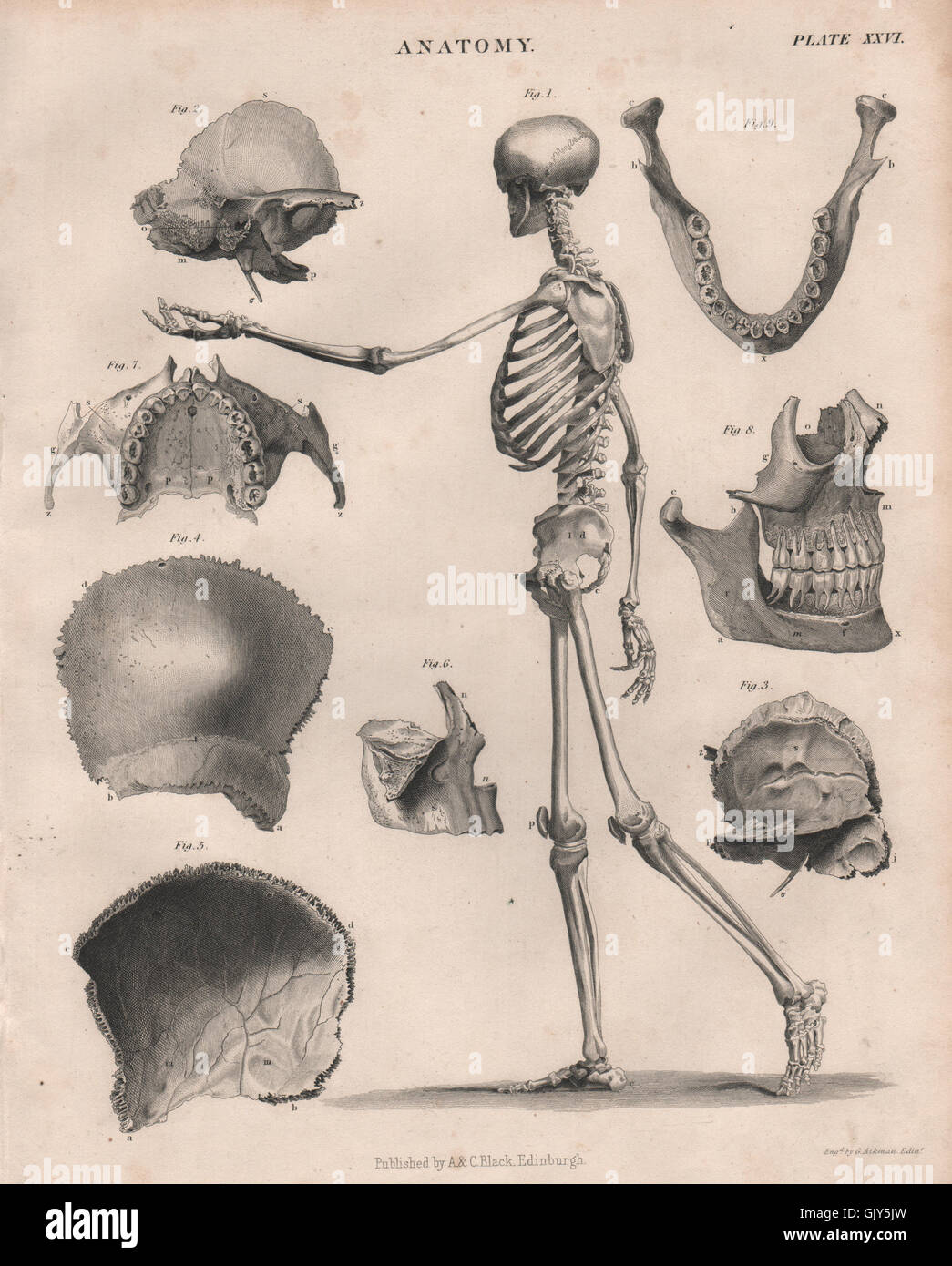 L'anatomie. Squelette humain côté. Les dents de la mâchoire du crâne ...