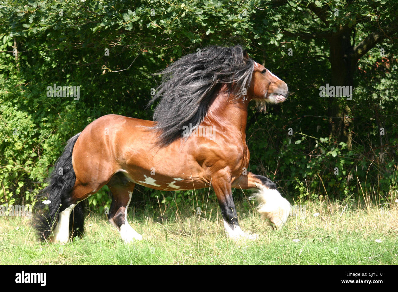 Irish cob Banque de photographies et d’images à haute résolution - Alamy