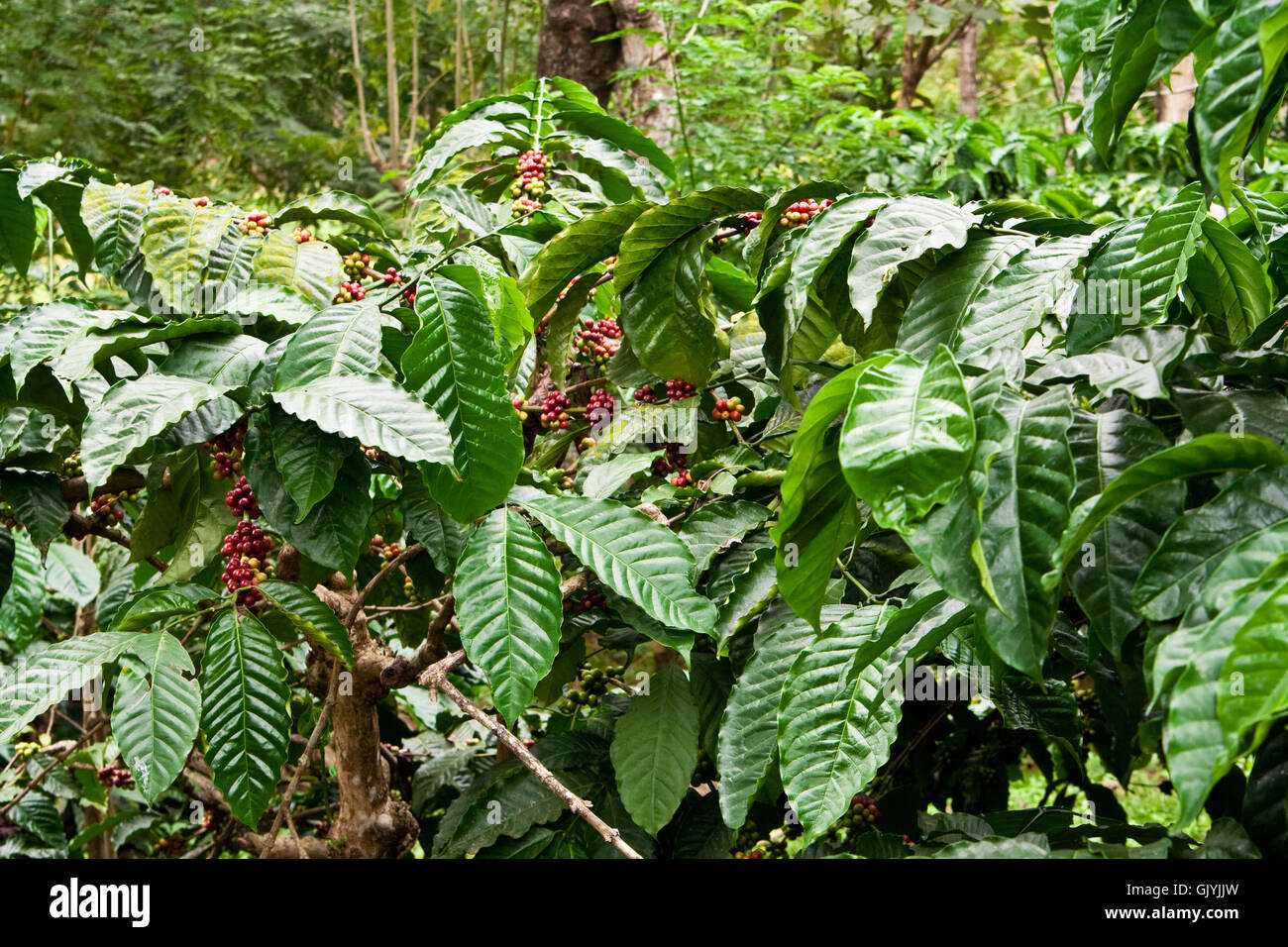 Coffee bean tree Banque de photographies et d’images à haute résolution ...