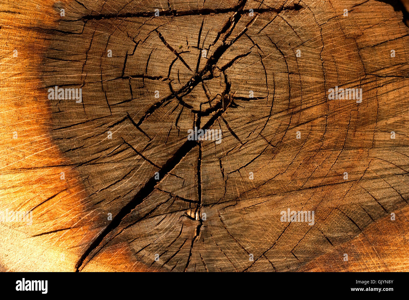 Croix d'arbre Banque de photographies et d’images à haute résolution ...