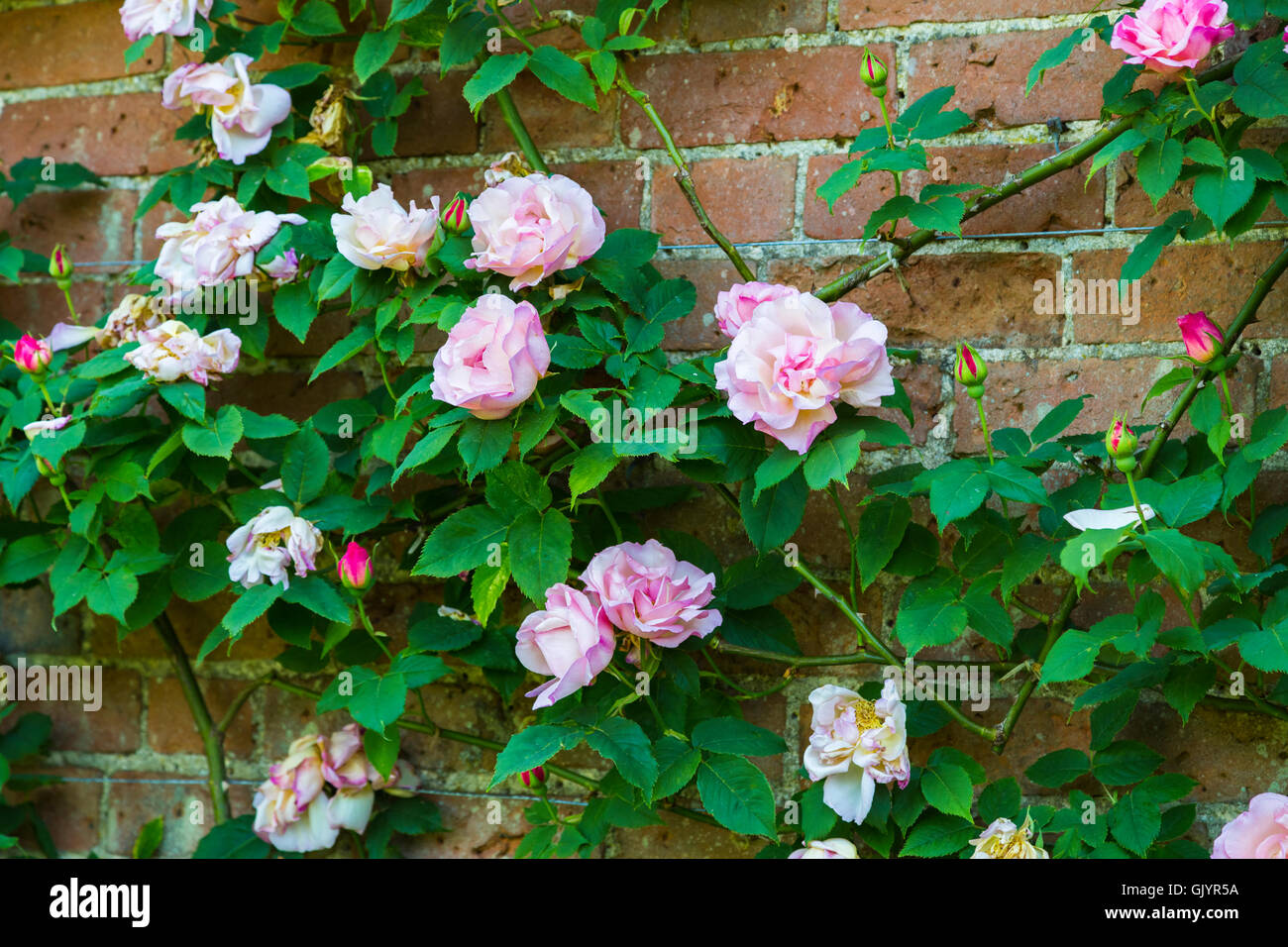 Le thé hybride semi-doubles rose rosier grimpant 'Lady Waterlow' la ...