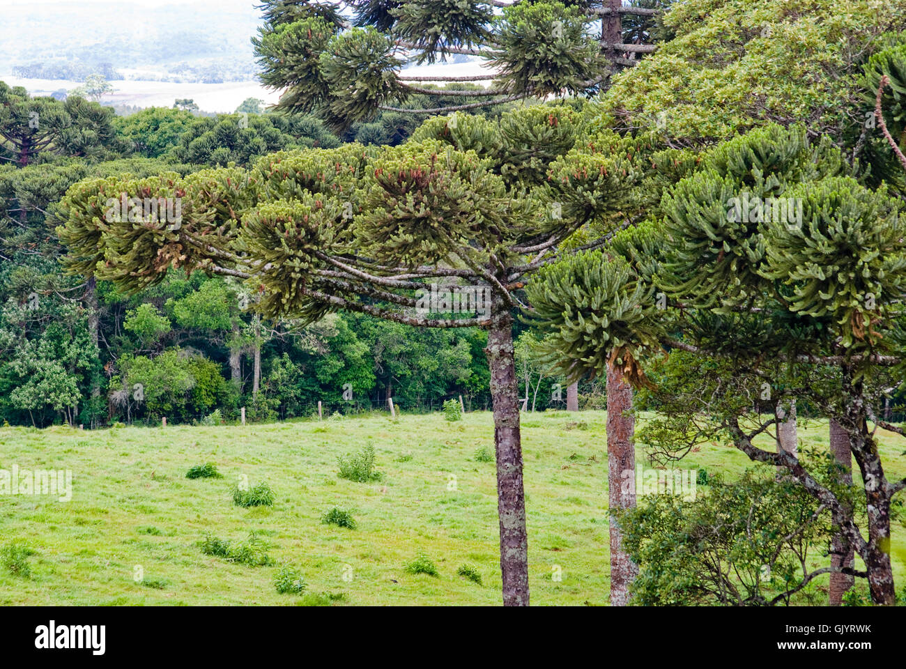 Araucaria pine Banque de photographies et d’images à haute résolution ...