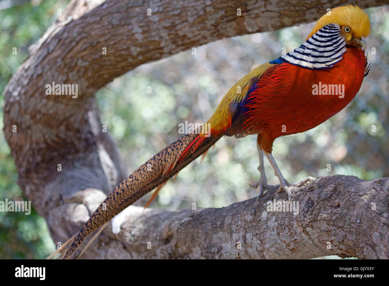 Faisan doré femelle Banque de photographies et d’images à haute ...