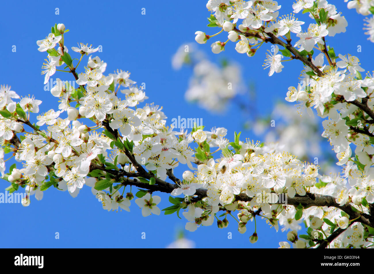 Prunier en fleur Banque de photographies et d’images à haute résolution ...