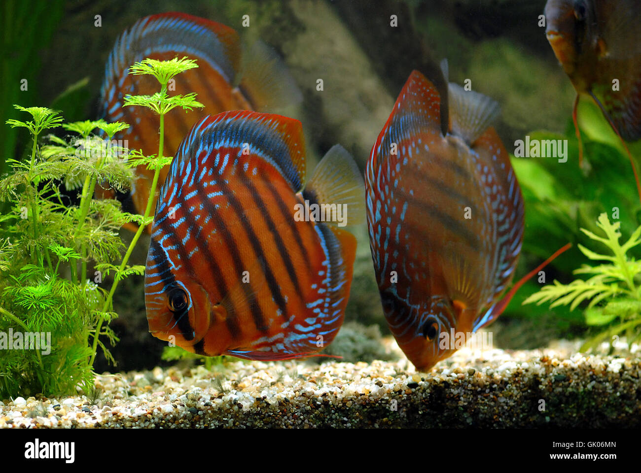 Discus brun Banque de photographies et d’images à haute résolution - Alamy