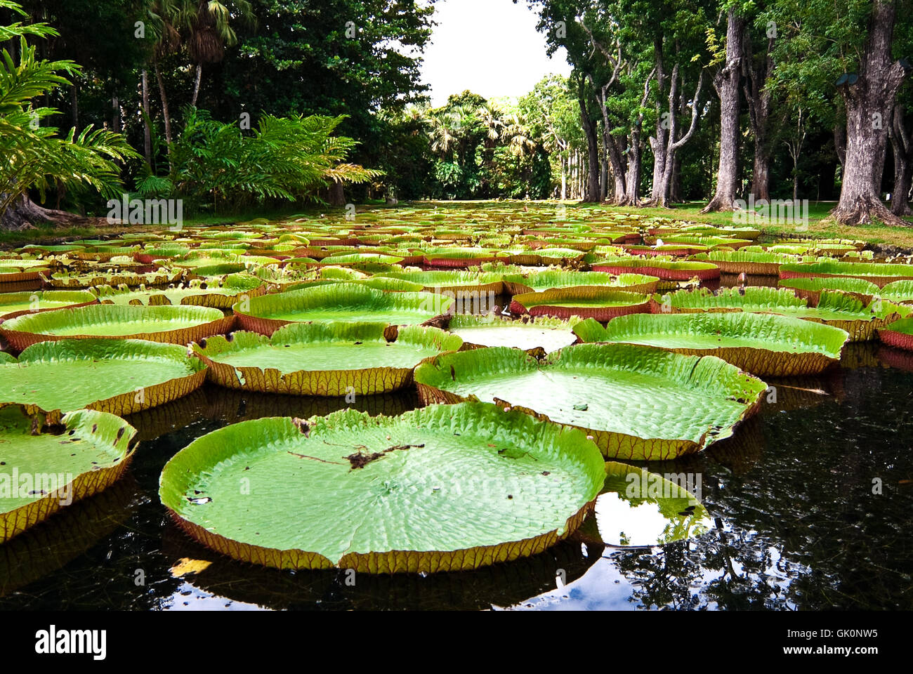 Forêt vierge forêt vierge Banque de photographies et d’images à haute ...