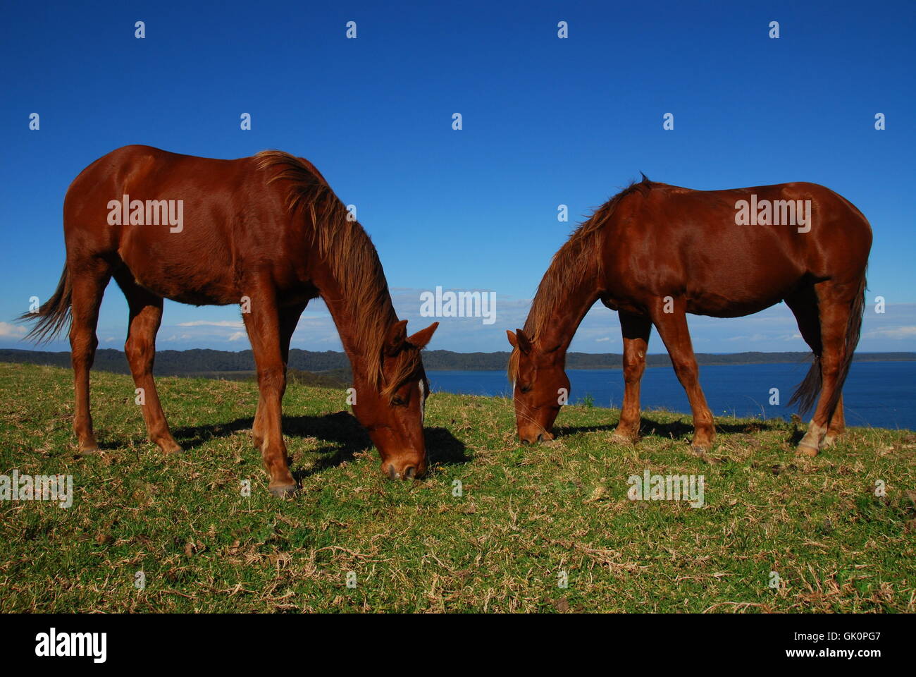 Apprivoiser les chevaux Banque de photographies et d’images à haute ...