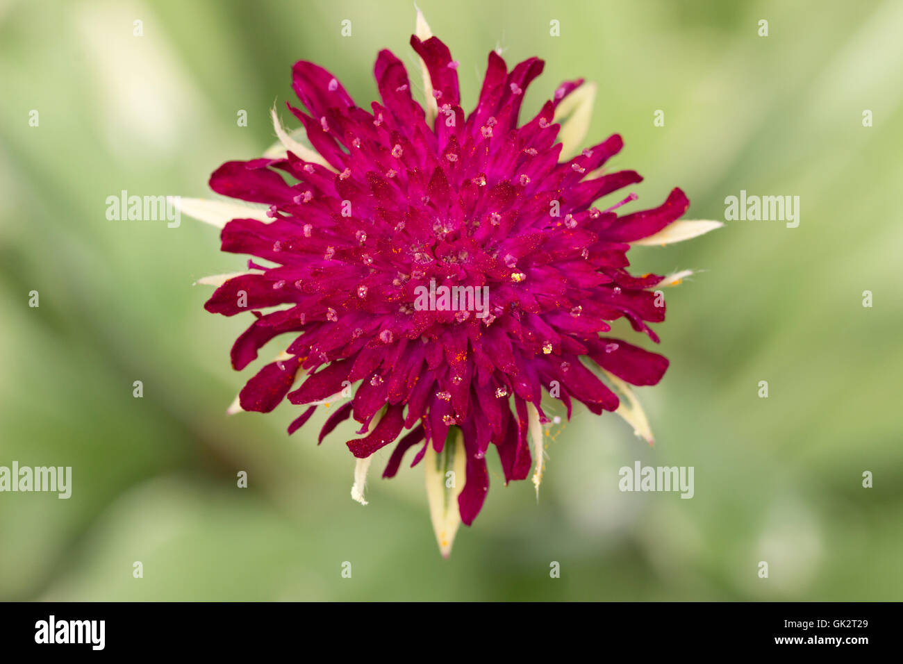 éclair rouge Banque de photographies et d’images à haute résolution - Alamy
