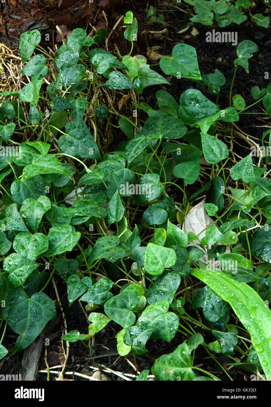 Hedera nepalensis Banque de photographies et d’images à haute ...