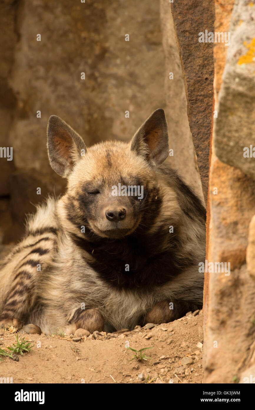 Hyène rayé Banque de photographies et d’images à haute résolution ...