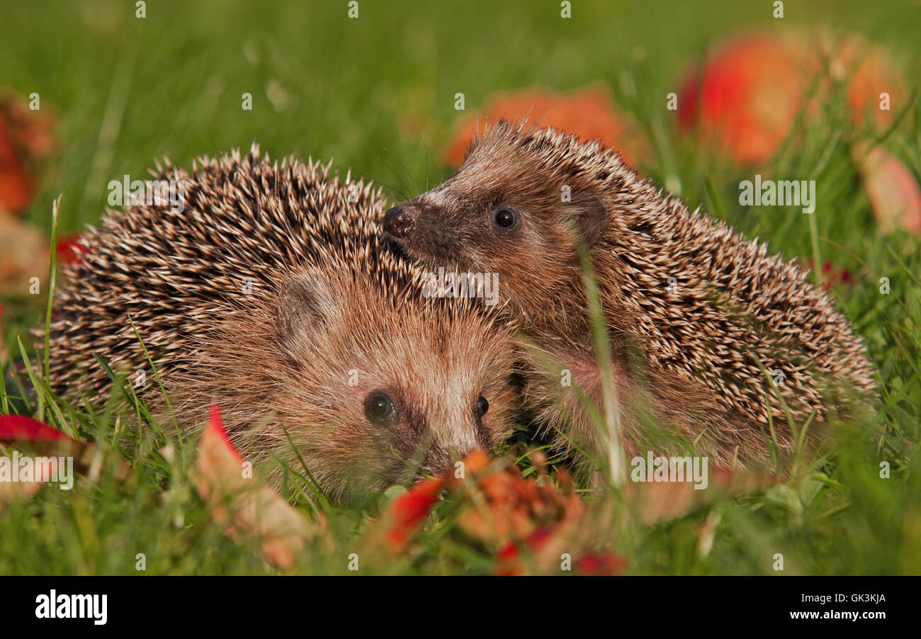 écorcher les animaux Banque de photographies et d’images à haute ...