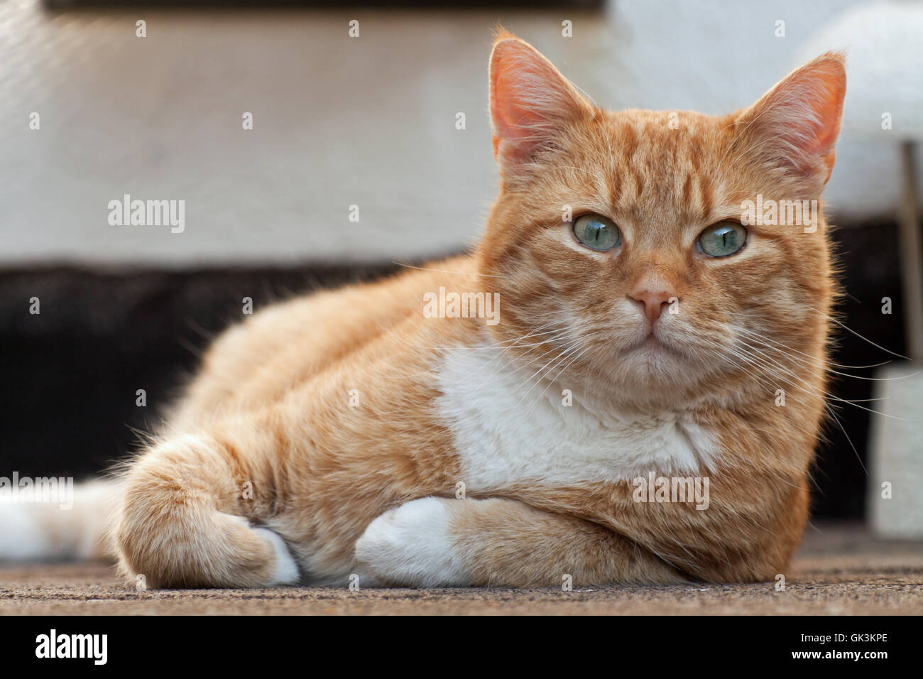 Cats eyes Banque de photographies et d’images à haute résolution - Alamy