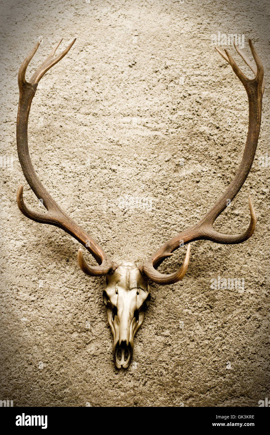 Squelette de cerf de virginie Banque de photographies et d’images à haute résolution - Alamy