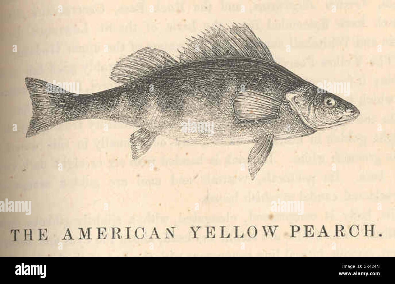 Perca flavescens Banque de photographies et d’images à haute résolution ...