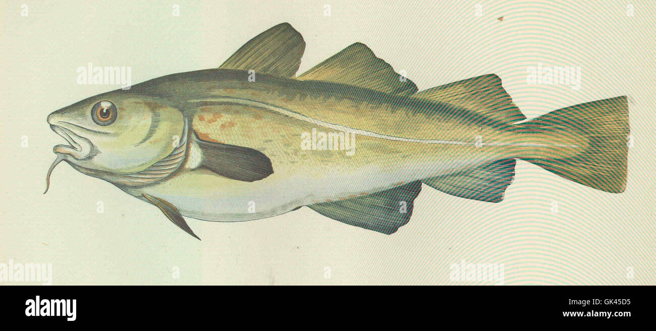 La morue (Gadus morhua) est un poisson d'eau froide que l'on trouve ...