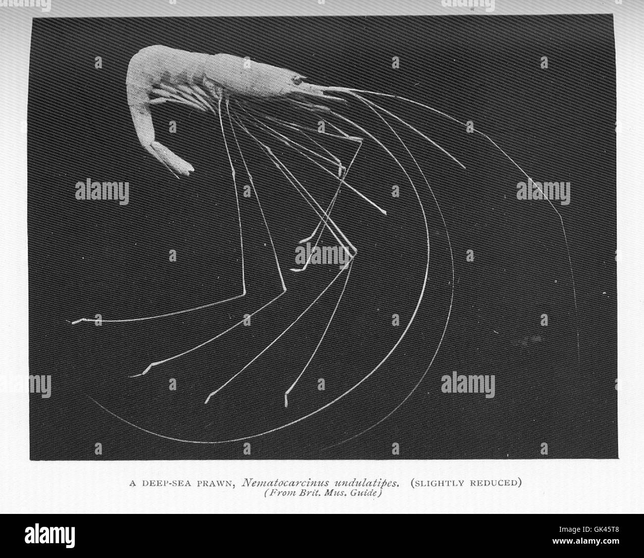 Crevette de haute mer Banque d'images noir et blanc - Alamy