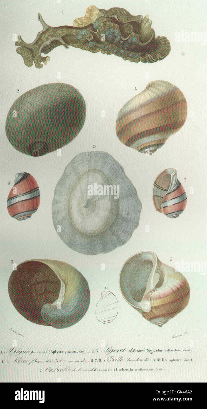 Aplysia punctata Banque de photographies et d’images à haute résolution ...