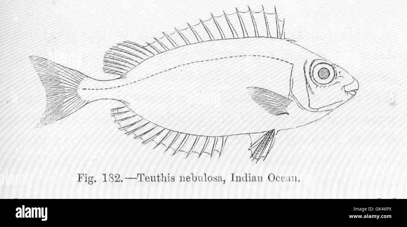 Indian ocean vintage Banque d'images noir et blanc - Alamy