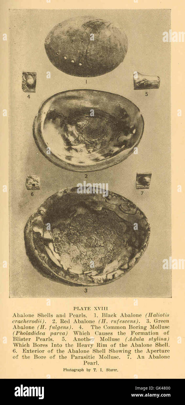 Haliotis Rufescens Banque d'image et photos - Alamy